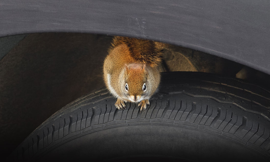 Bugs, Squirrels, Mice: Pest Control in Cars - Carsforsale.com®